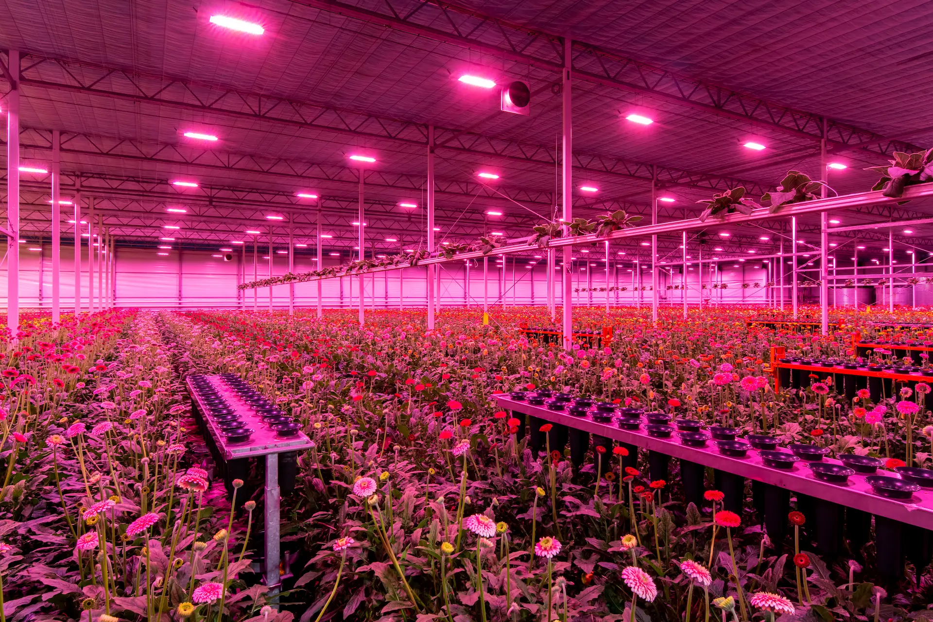 Energy-Efficient LED Grow Lights | Light4Food